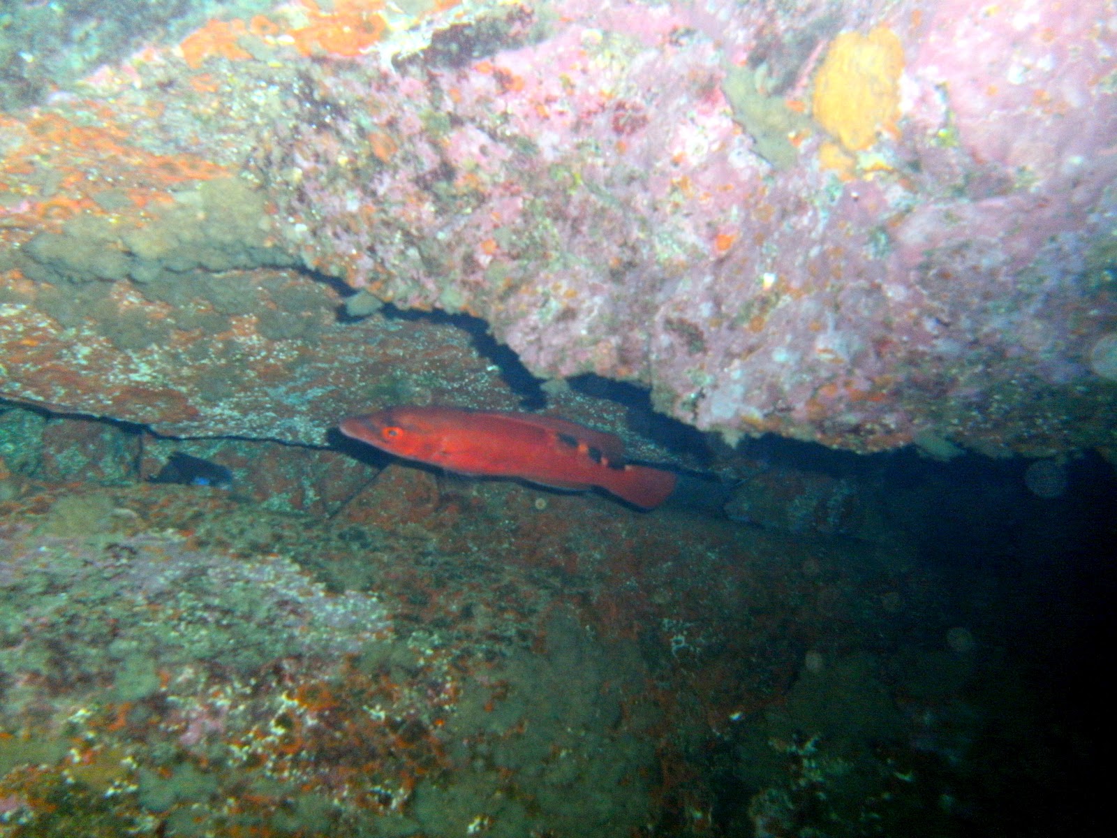Sea Slug and the Turtle: Female Cuckoo Wrasse - Labrus mixtus