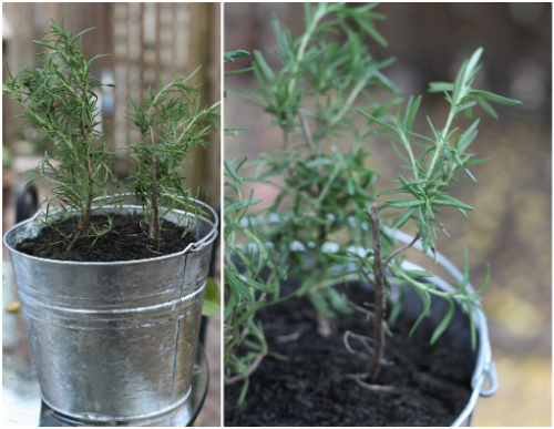 Uprooting and Transferring Herbs | 17 Apart