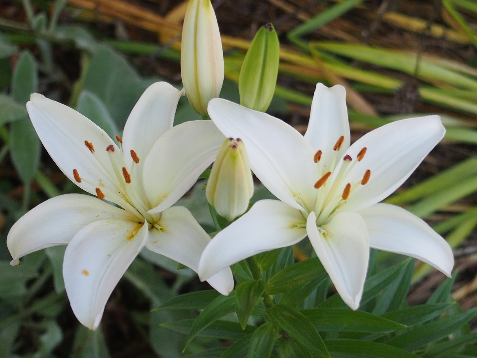 Approaching the Crest: June 2013 Blooms: Lilies