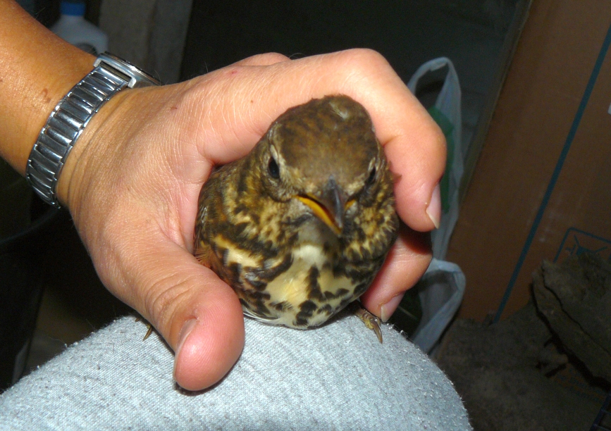 Andreea si animalele: Puiul de sturz (06.10.2012)