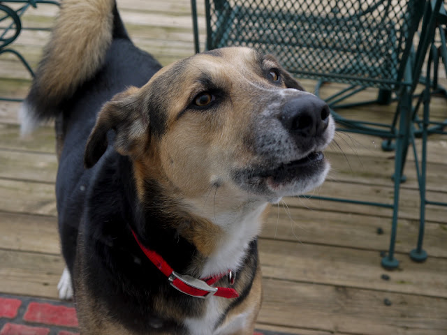 Albus the Dog