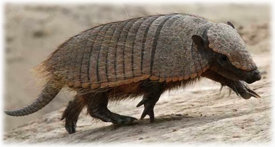 Fauna Urbana Villa María: Cinco cazadores furtivos fueron sorprendidos ...