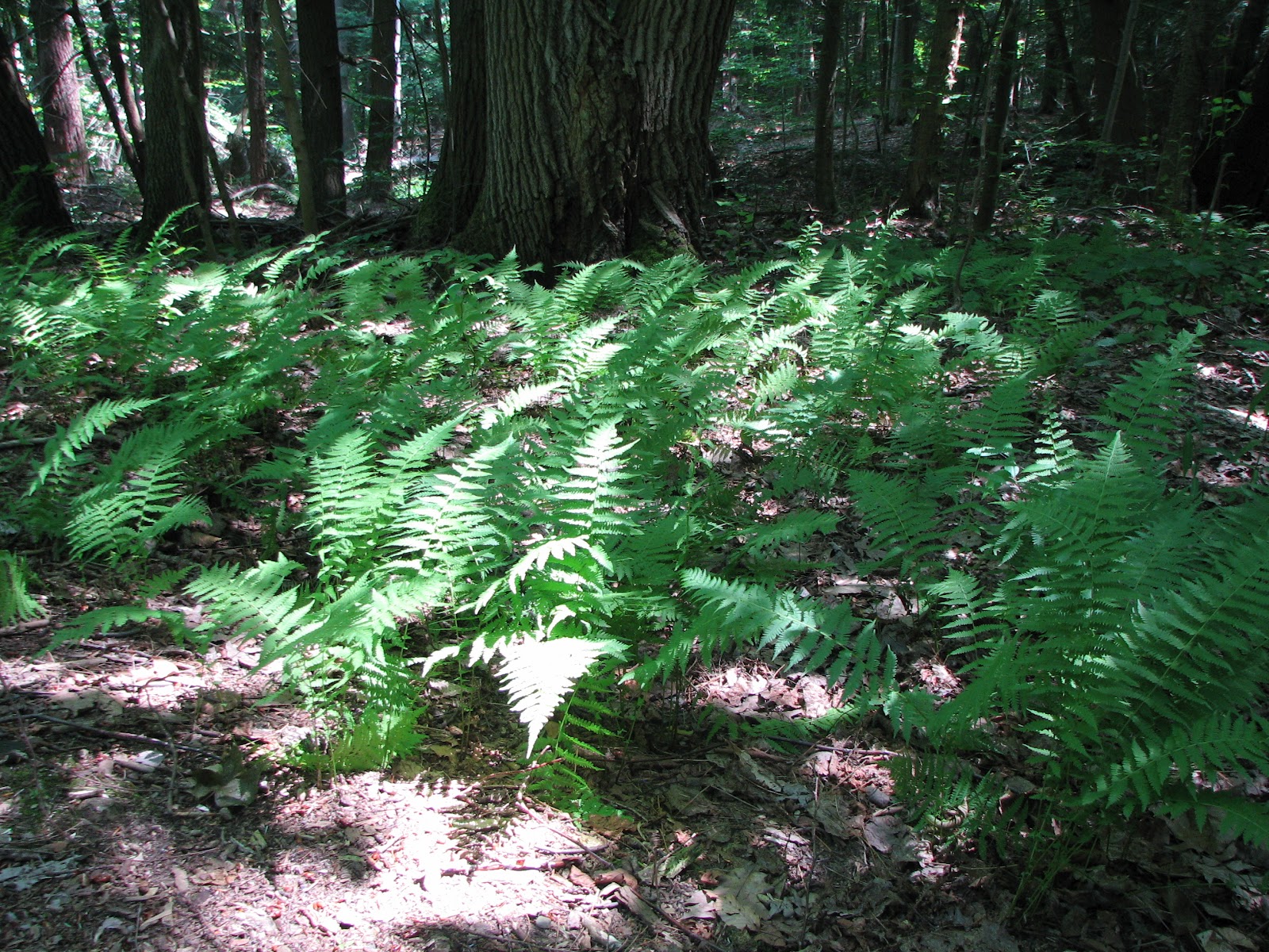 Headwaters Park: Hot Weather Adaptations