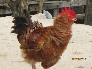 QudRiFaRm: Ayam Botak,,, Ayam Piru dan Ayam Bulu Balik...