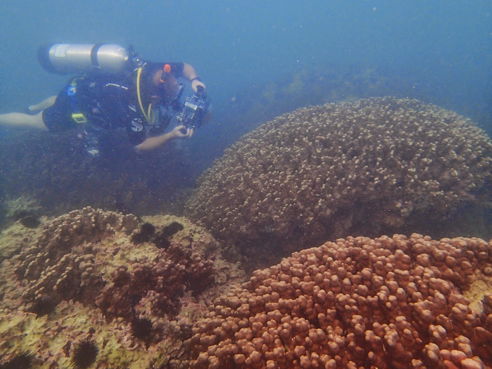 Athens Nature Journal: Kuwait: Near shore reefs