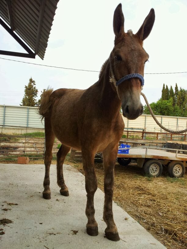 MULAS EN MURCIA: MULETOS ALAZANES