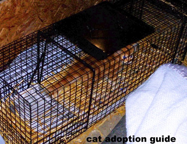 Cat Adoption Guide: Trapping Feral Cats in Parks