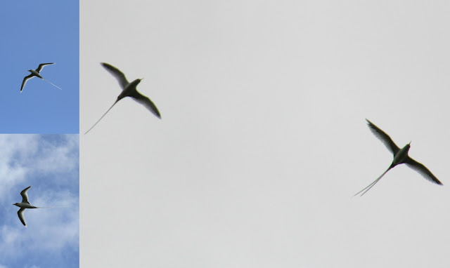 Voyages et Expériences : Maurice: A la rencontre du Paille en Queue ...