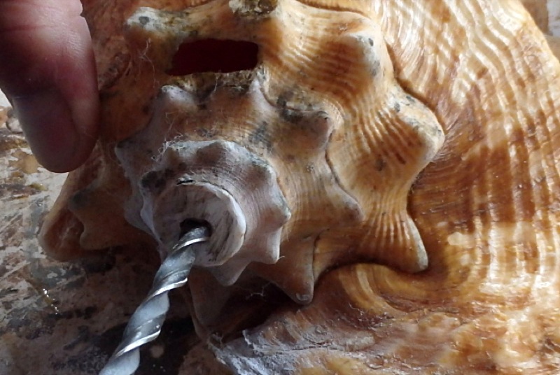 Life in the Slow Lane (The Pearl): Making a Conch Horn