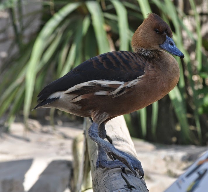 ZOOTOGRAFIANDO (6.100 ANIMALS): YAGUASA BICOLOR / FULVOUS WHISTLING ...