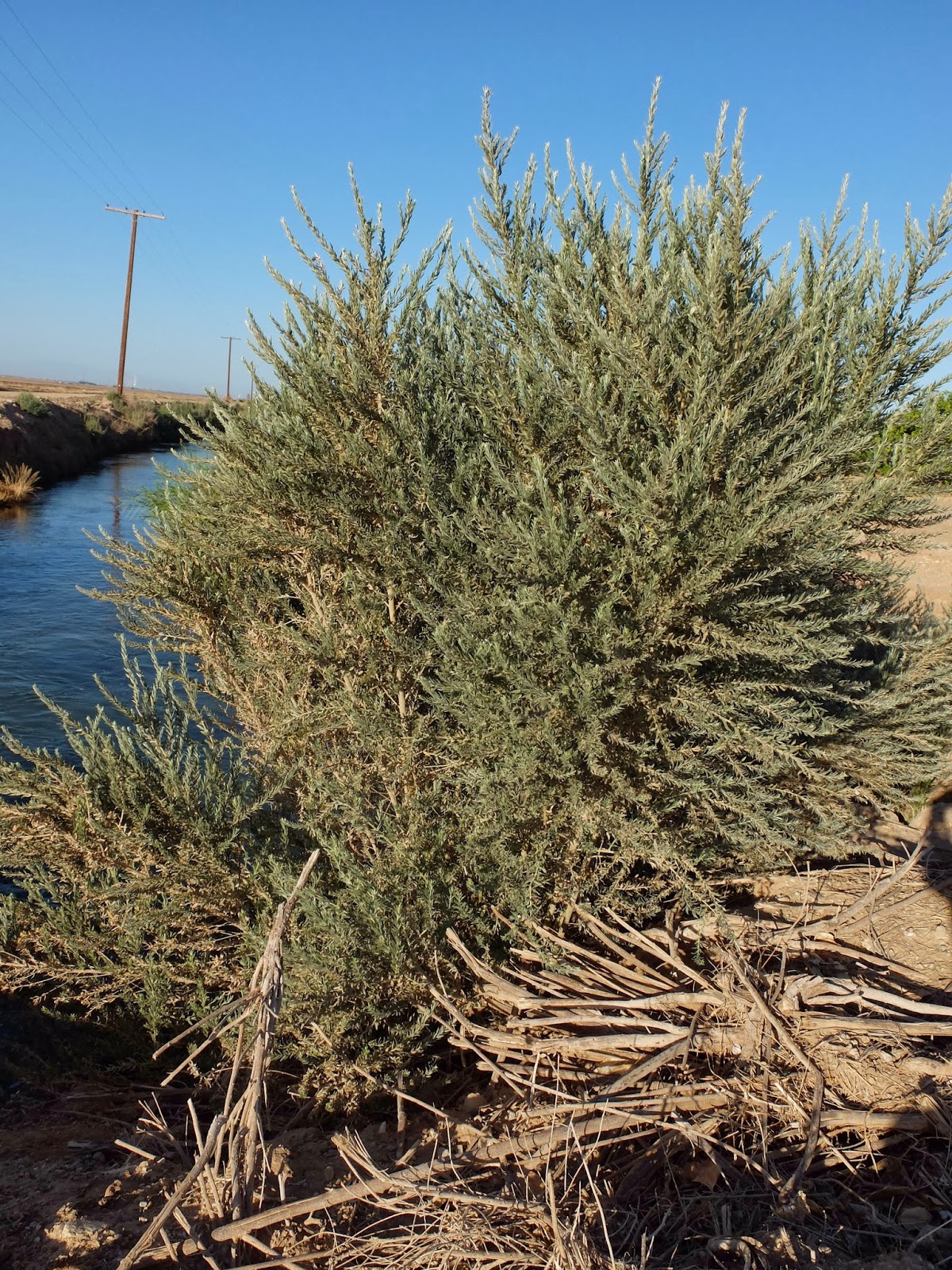 TravelMarx: A Morning Stroll along Irrigation Ditches in Imperial Valley