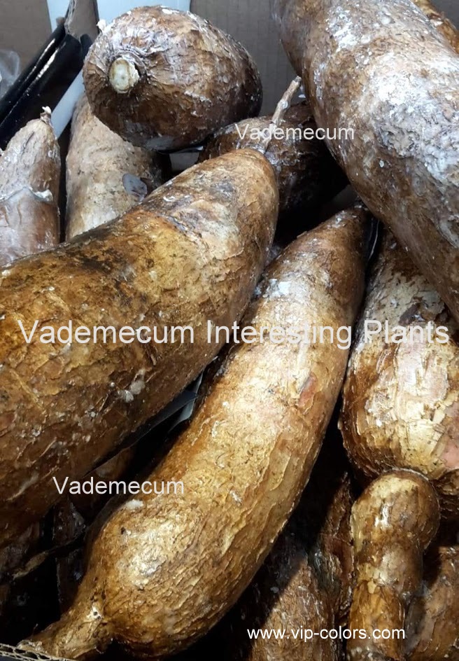 Vademecum Interesting Plants: Manihot esculenta - Maniok jadalny - Cassave