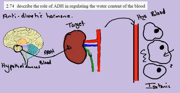 Nik's IGCSE Biology: 2.74 ADH