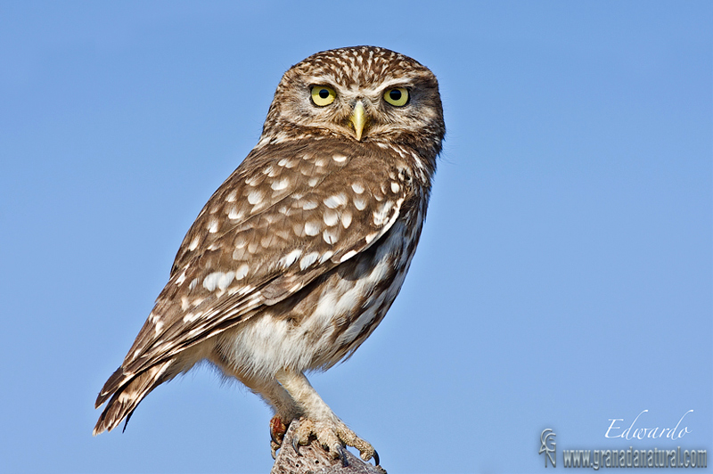 El Club de Ciencias: El Mochuelo (Athene noctua): el amo del Olivo.
