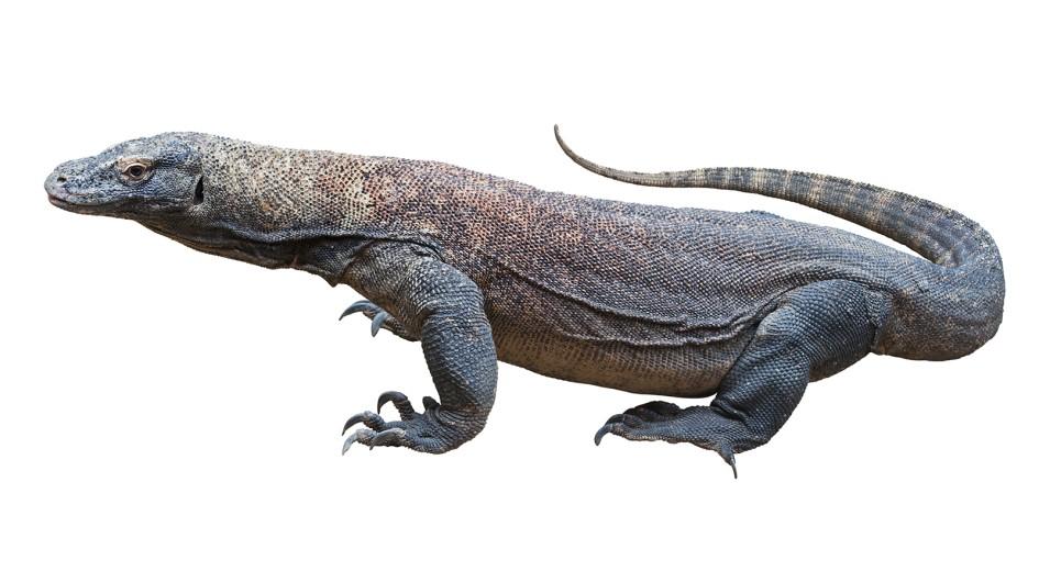 Flora dan Fauna Nusa Tenggara Timur - THE COLOUR OF INDONESIA