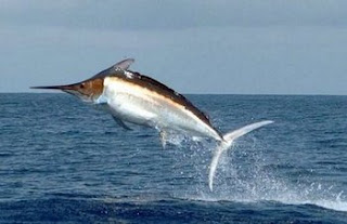 Fakta Seputar Ikan Todak (Swordfish)