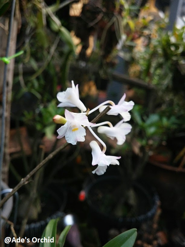 Ade's Orchid: Dendrobium mutabile