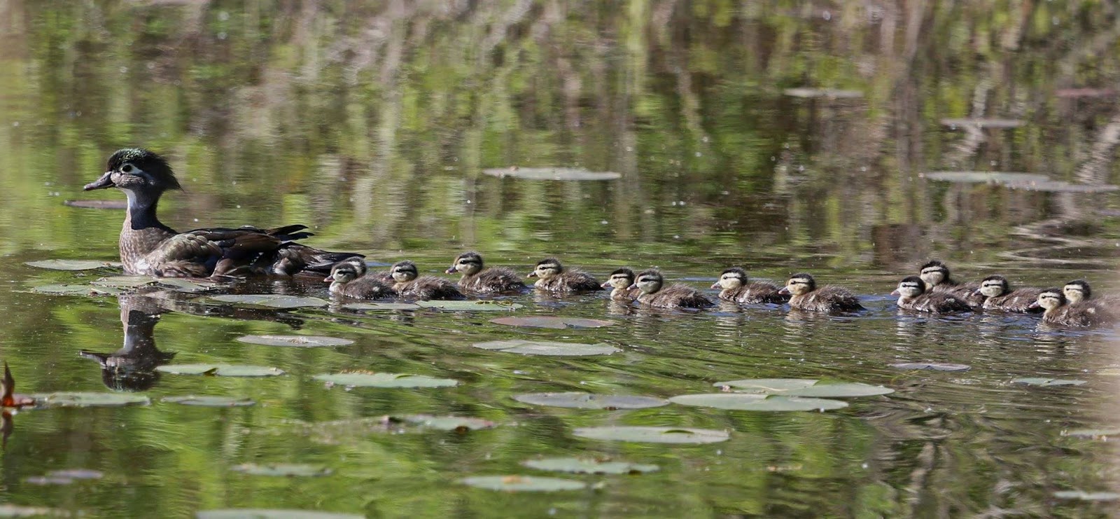 Passinthru Outdoors: Wood Ducks and Boxes