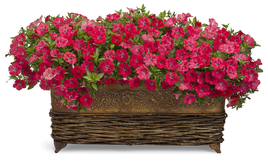 High Performance Flowers