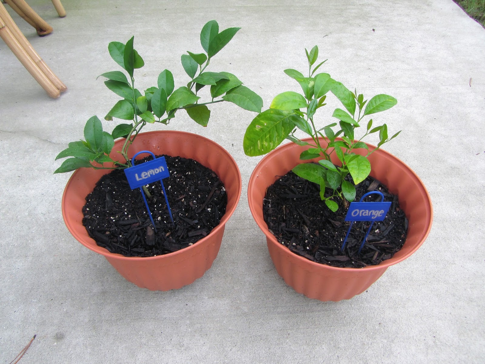 Bobbins of Basil: Saving baby orange tree