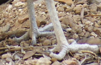 Butler's Birds: Bird Feet