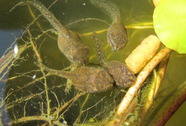 Julie Zickefoose on Blogspot: The Tadpole Project: Followup