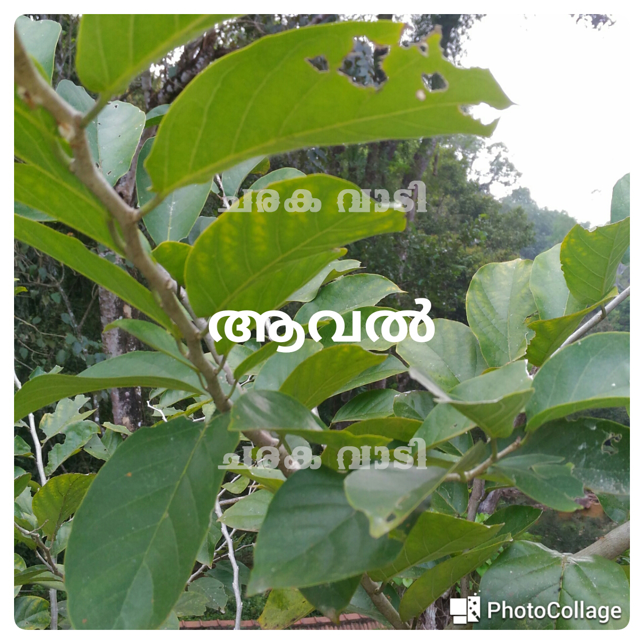 തപോവനം സിദ്ധാശ്രമം - ചരകവാടി | Thapovanam Sidhasramam - Charaka Vaadi ...