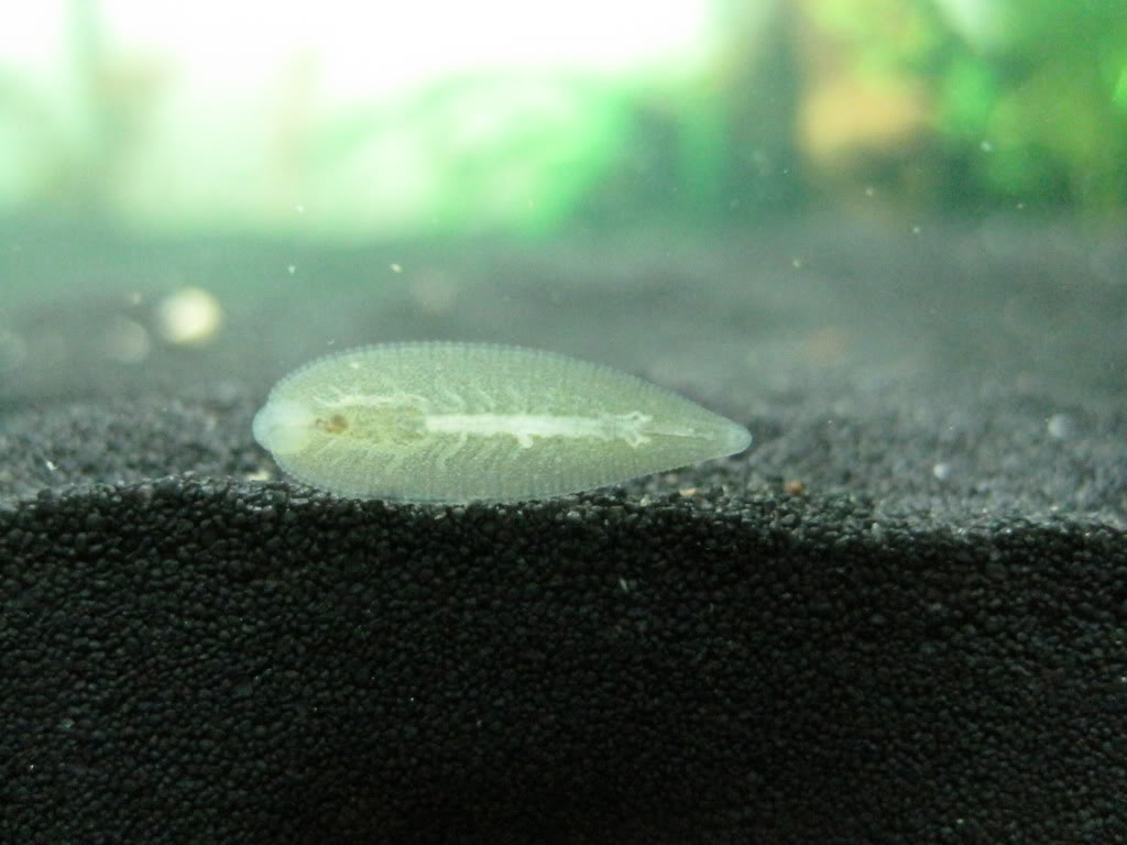 stormidae: the unexpected