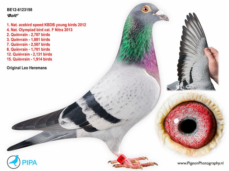 Asia nieripigeons: Noticias..El famoso palomo BOLT había sido confiscado