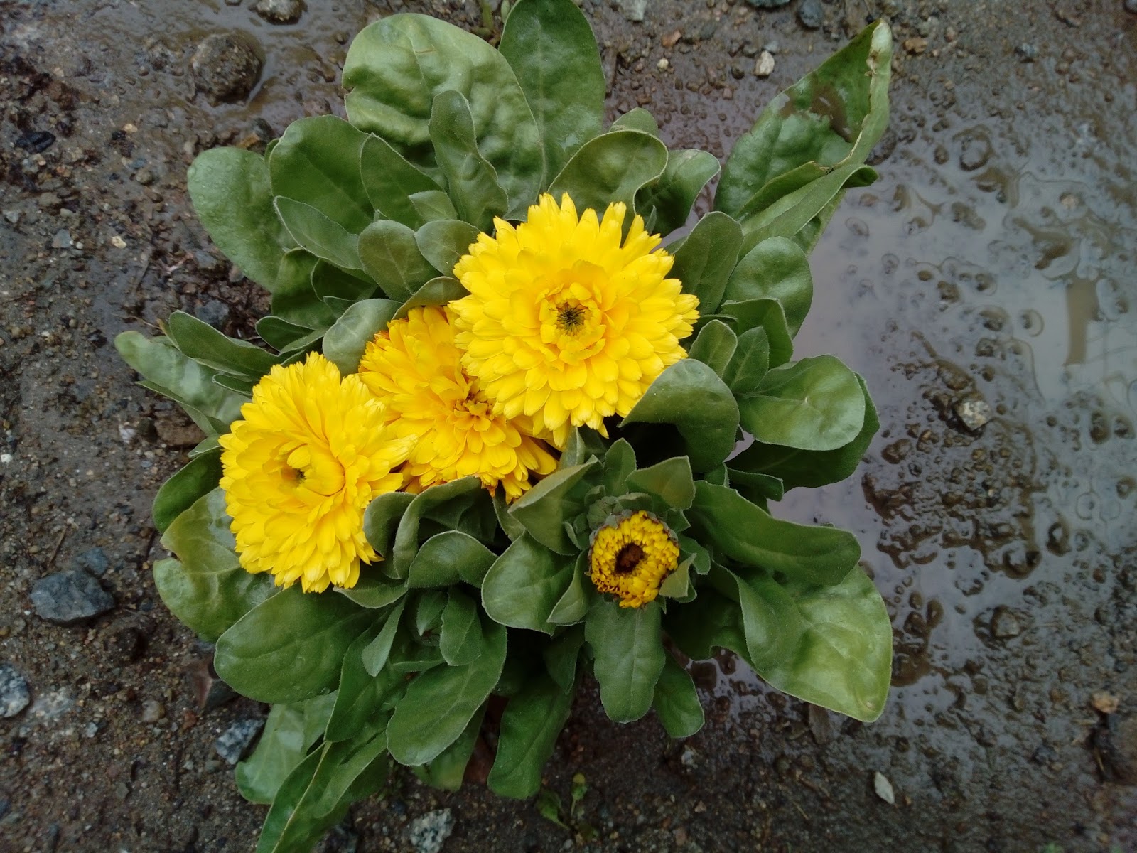 Biosfera vegetal.: Caléndula (Calendula officinalis L.).