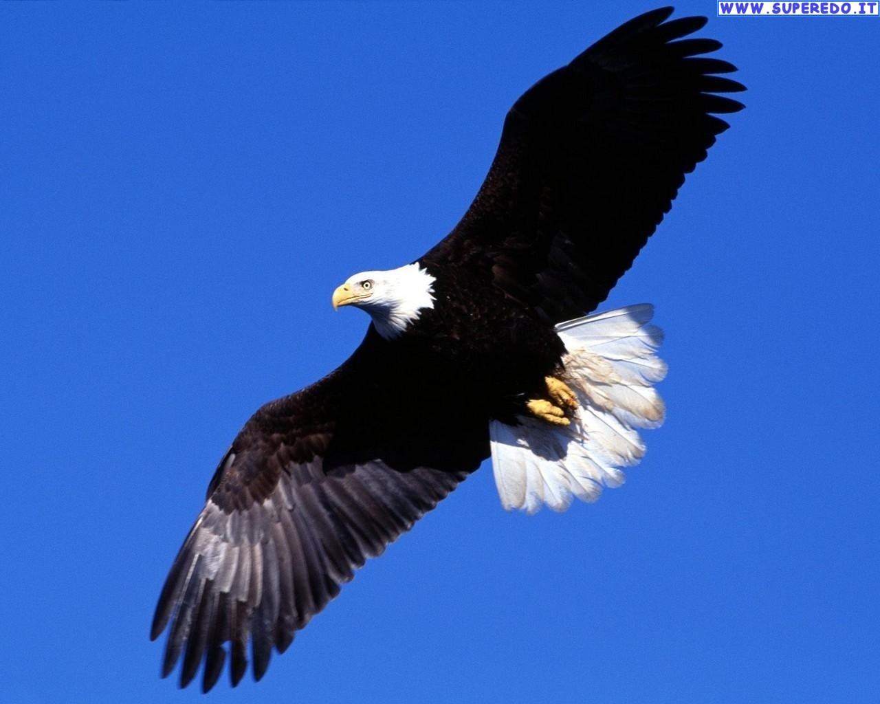 Le porte della Terra di Mezzo: Come le aquile