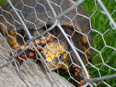 Biodiversidad de Córdoba, De Realidad a Leyendas