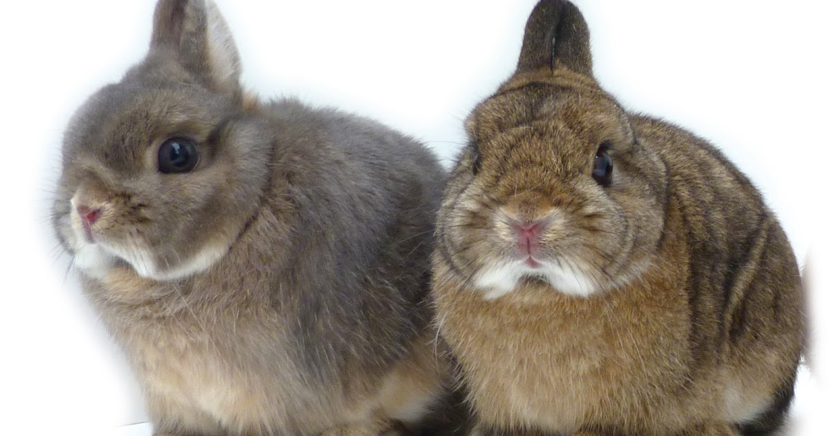 Kelinci Hias Dev Bunnies: Netherland Dwarf
