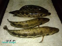 JENIS IKAN DI MALYSIA: IKAN BUJUK 6