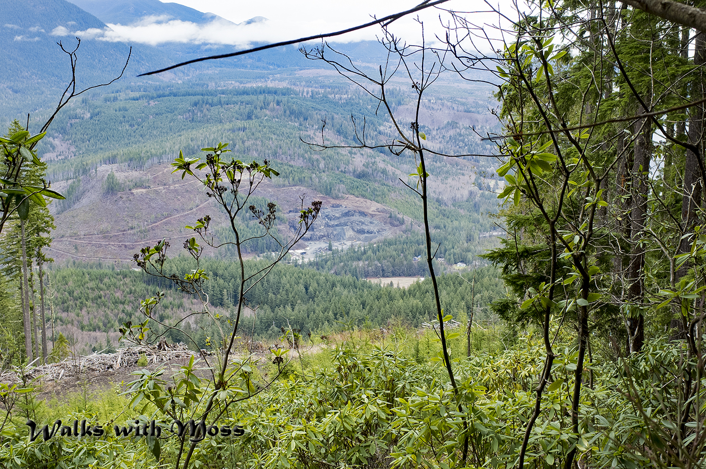 Walks with Moss: Mount Walker, up the road and down the trail