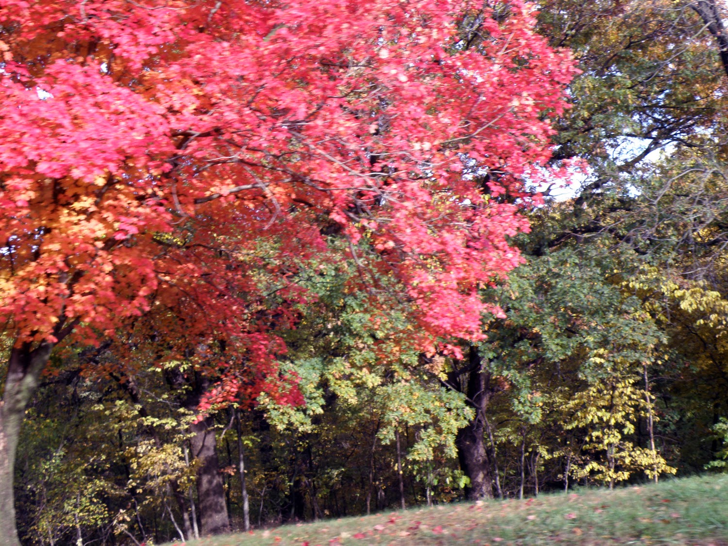 Kansas City Kansan: PHOTOS: Fall foliage at Wyandotte County Lake