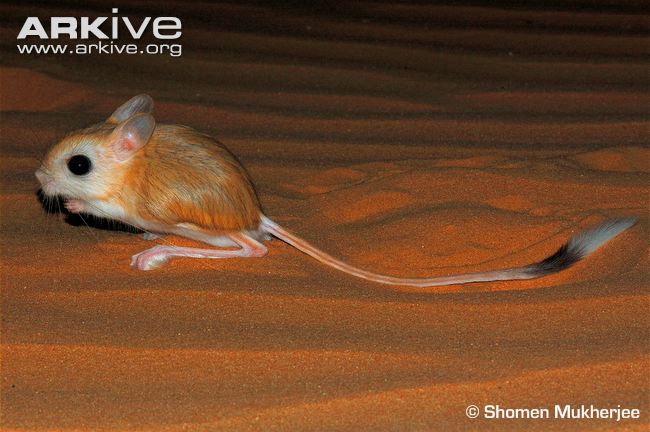 Mamíferos y marsupiales mammals of the earth: Jerbo del desierto ...