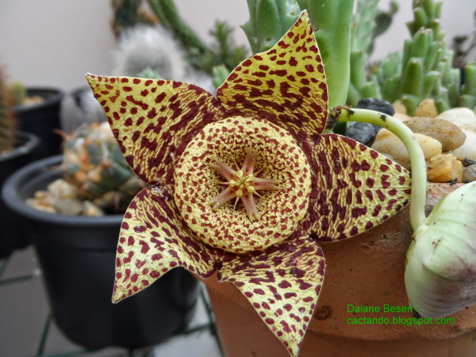 Stapelia variegata em flor