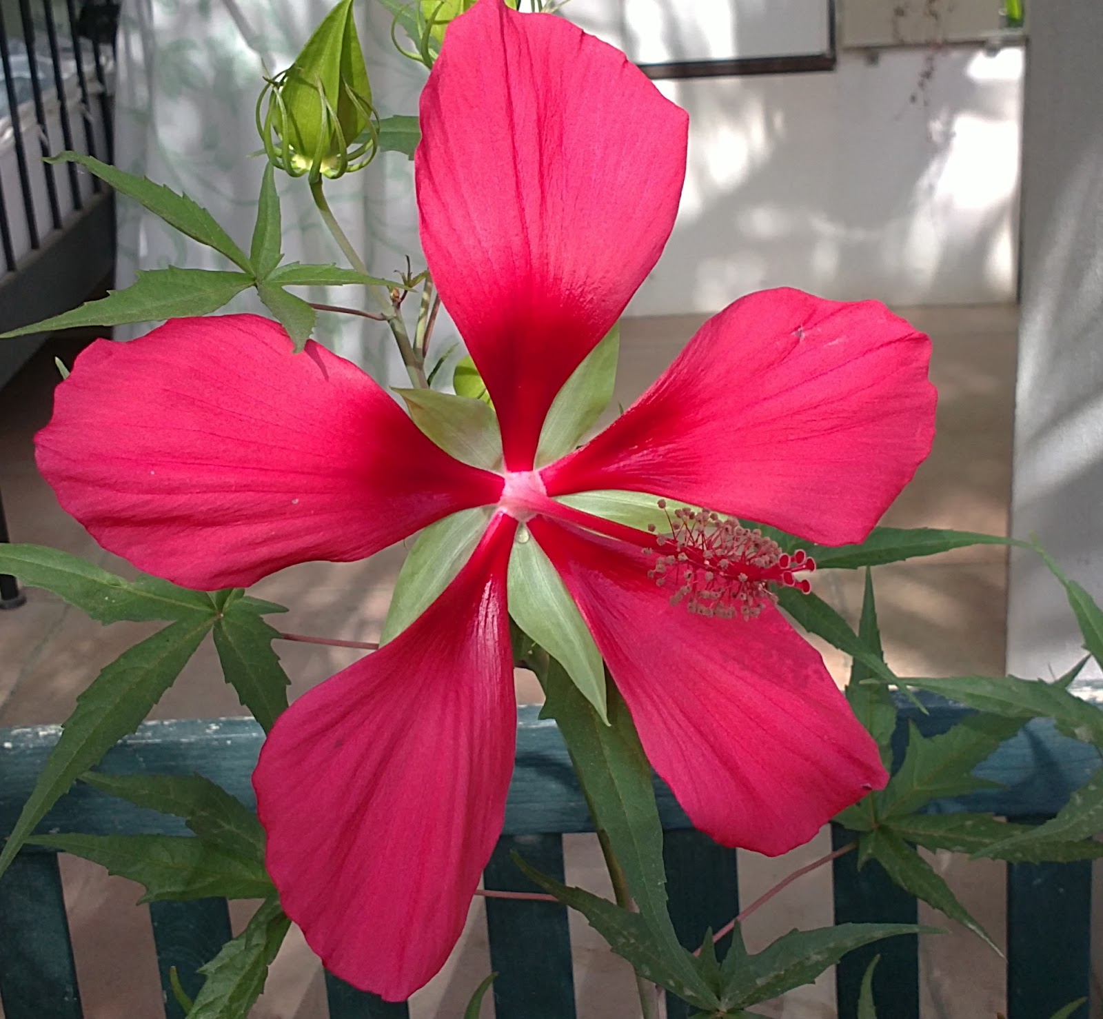 In A Costa Tropical Garden: Hibiscus coccineus......Scarlet Rose Mallow