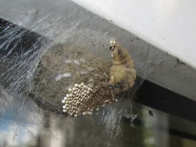 BugBlog: The weird and wonderful Vapourer Moth