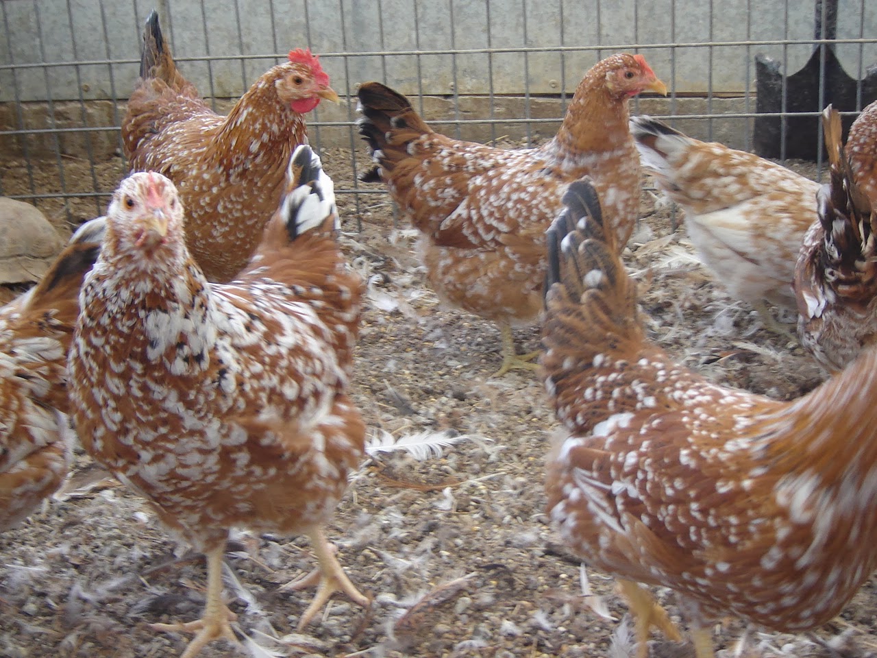 Aloha Chickens: Stephen's 2013 Alohas