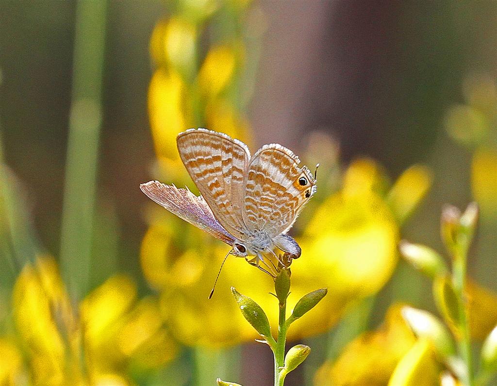 Michael Foley: Natural History ©: Cyprus butterflies - 2013