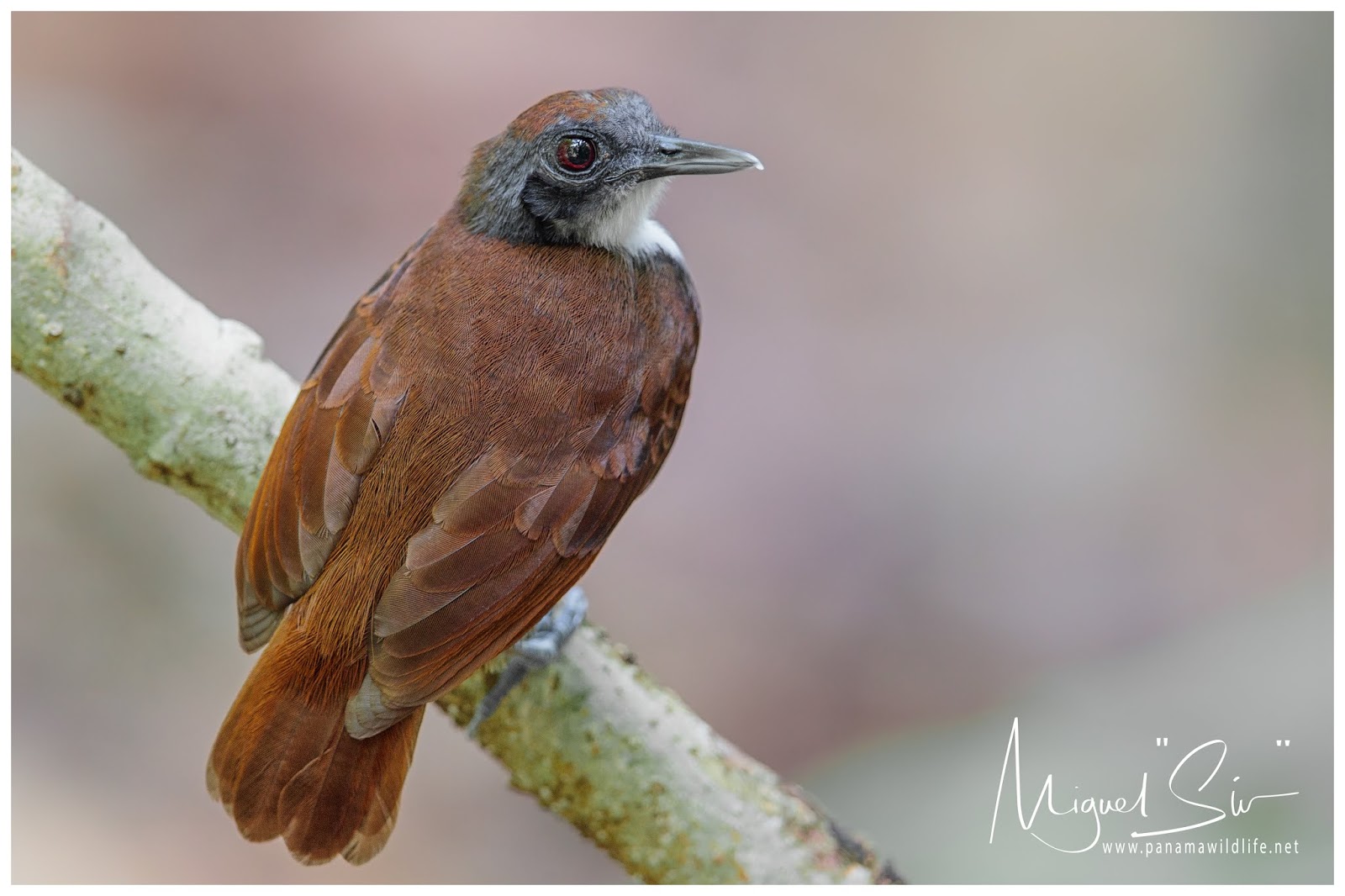 Photographing birds at an army-ant swarm