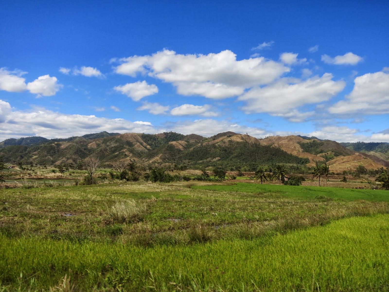 Splash of Yellow: What to see in Baler