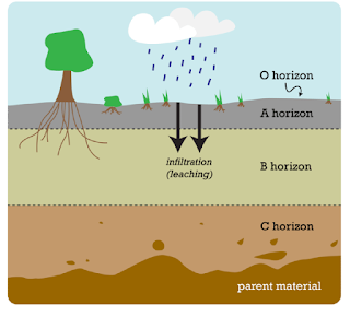 Process of soil formation.