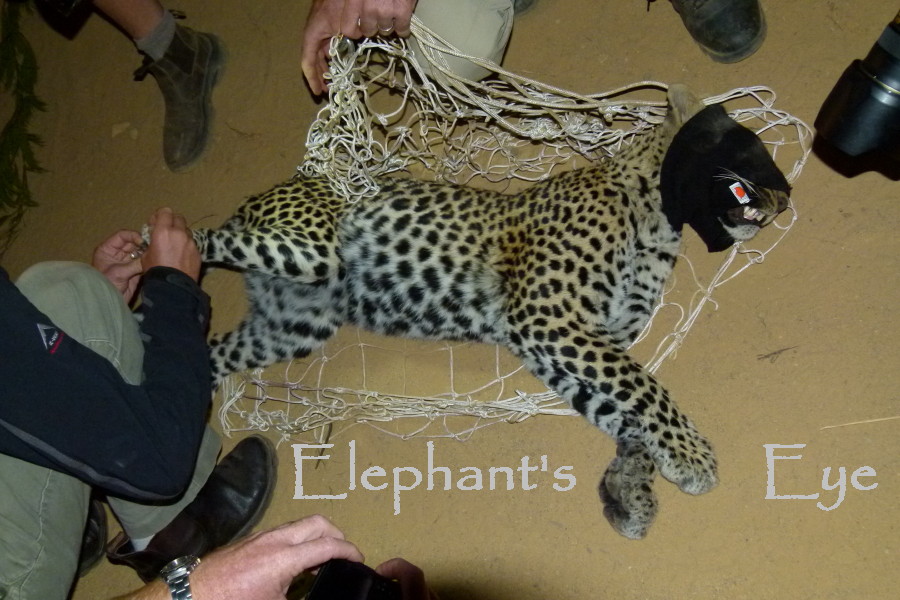 Elephant's Eye: Caught a Cape mountain leopard