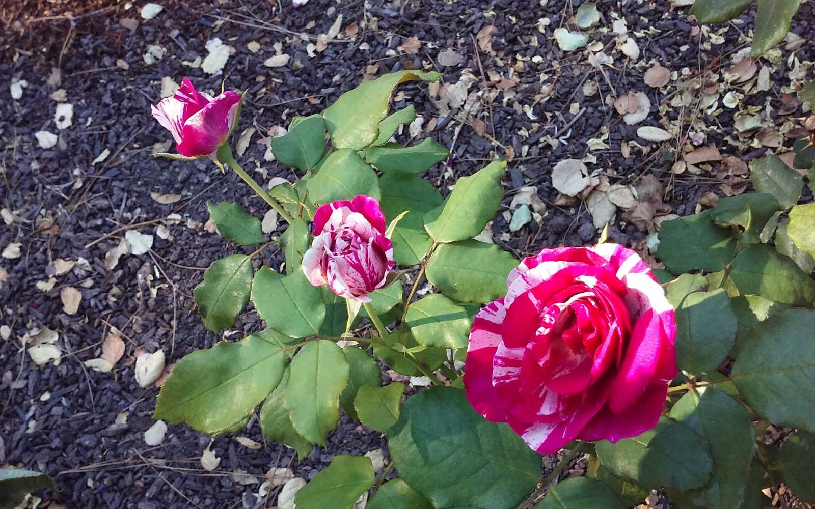 Life: Living Real...: Roses...