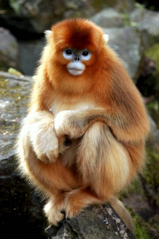 Family Adventures: Golden Snub-Nosed Monkeys