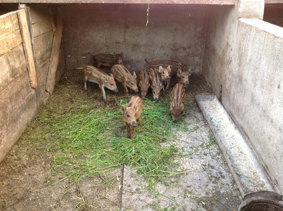 Totul despre mistreţi: INFORMAȚII DESPRE CREȘTEREA PORCILOR MISTREȚI