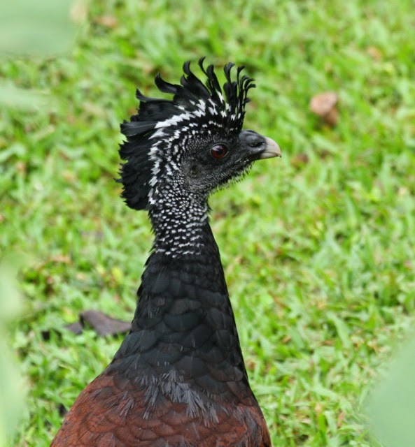 Julie Zickefoose on Blogspot: Outrageous Birds of Volcan Arenal